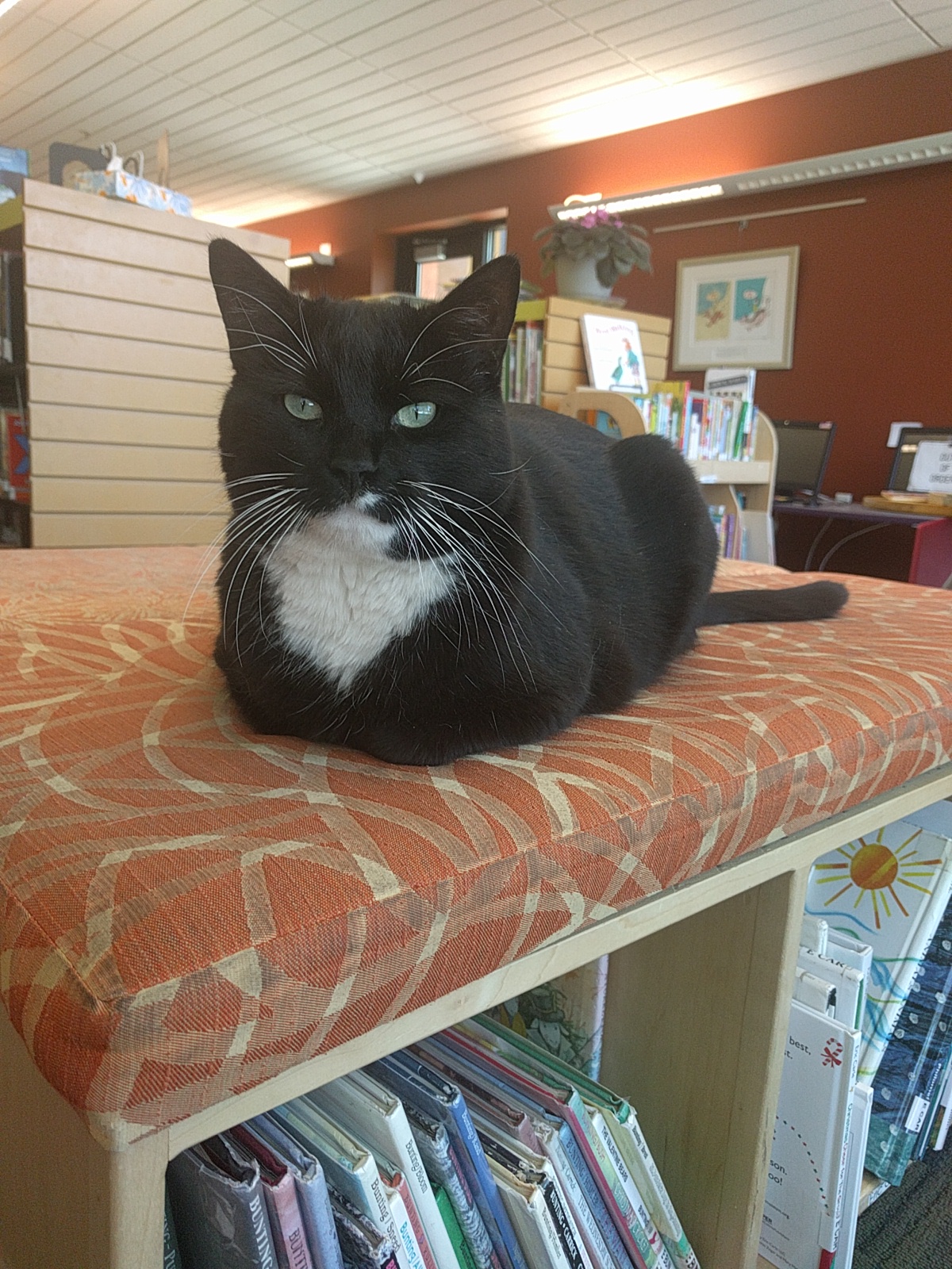 Meet the Mascots: Exploring the Benefits of Library Mascots | Utah ...